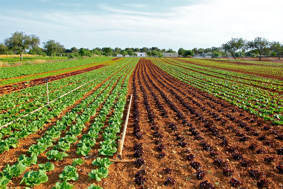 Los Cultivos Con Más Biodiversidad Tienen Mejor Rendimiento Ambientum